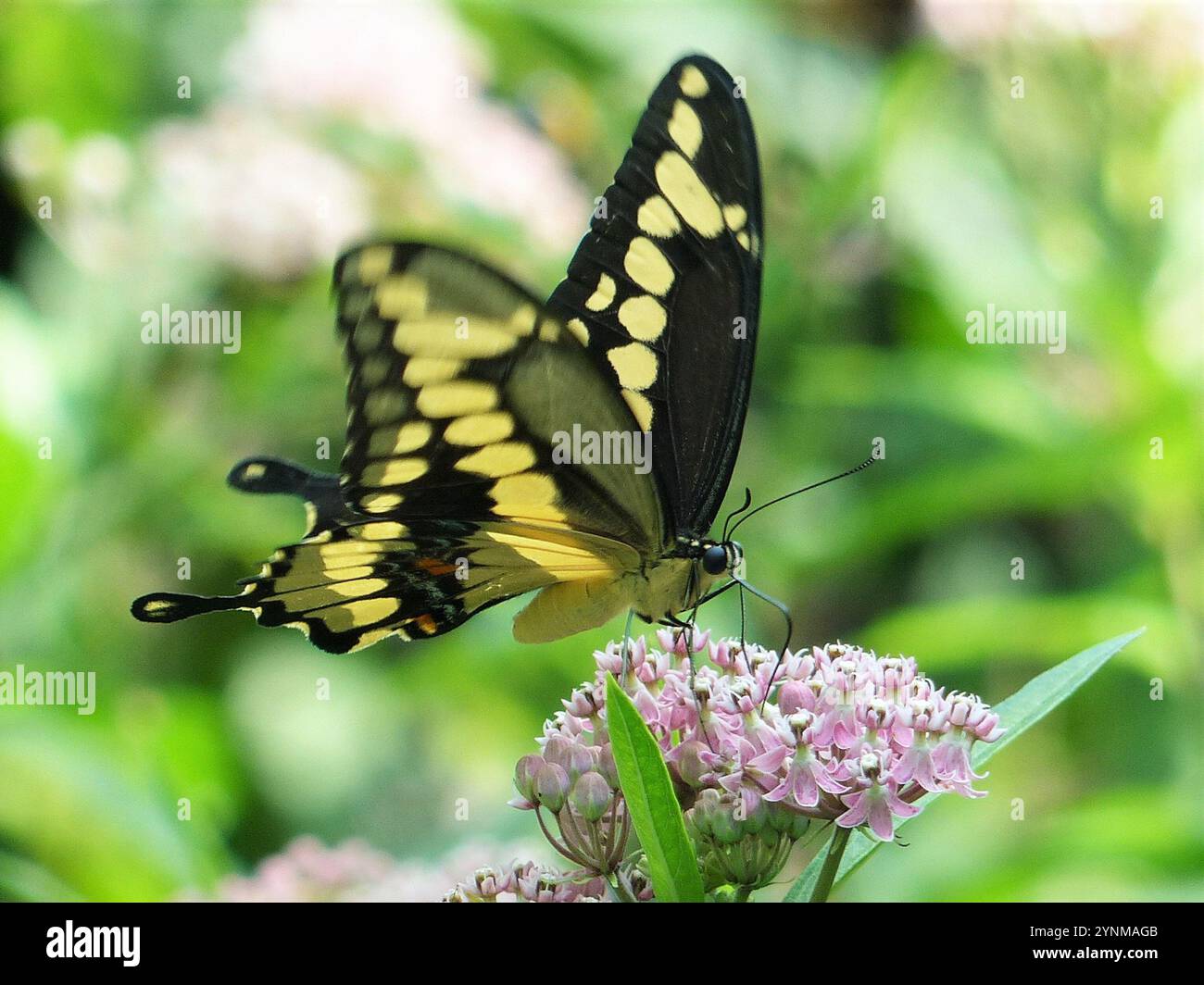 Eastern Giant Swallowtail (Heraclides cresphontes Stock Photo - Alamy