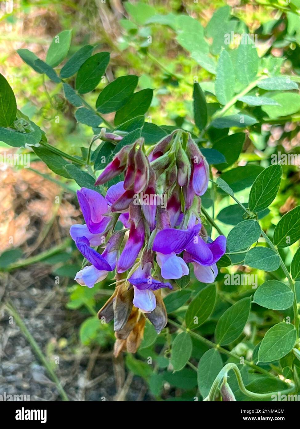 Pacific pea (Lathyrus vestitus Stock Photo - Alamy