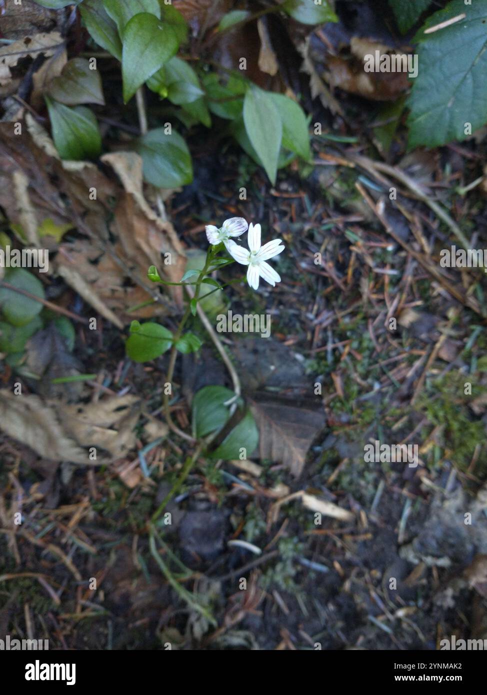 Candy Flower (Claytonia sibirica Stock Photo - Alamy