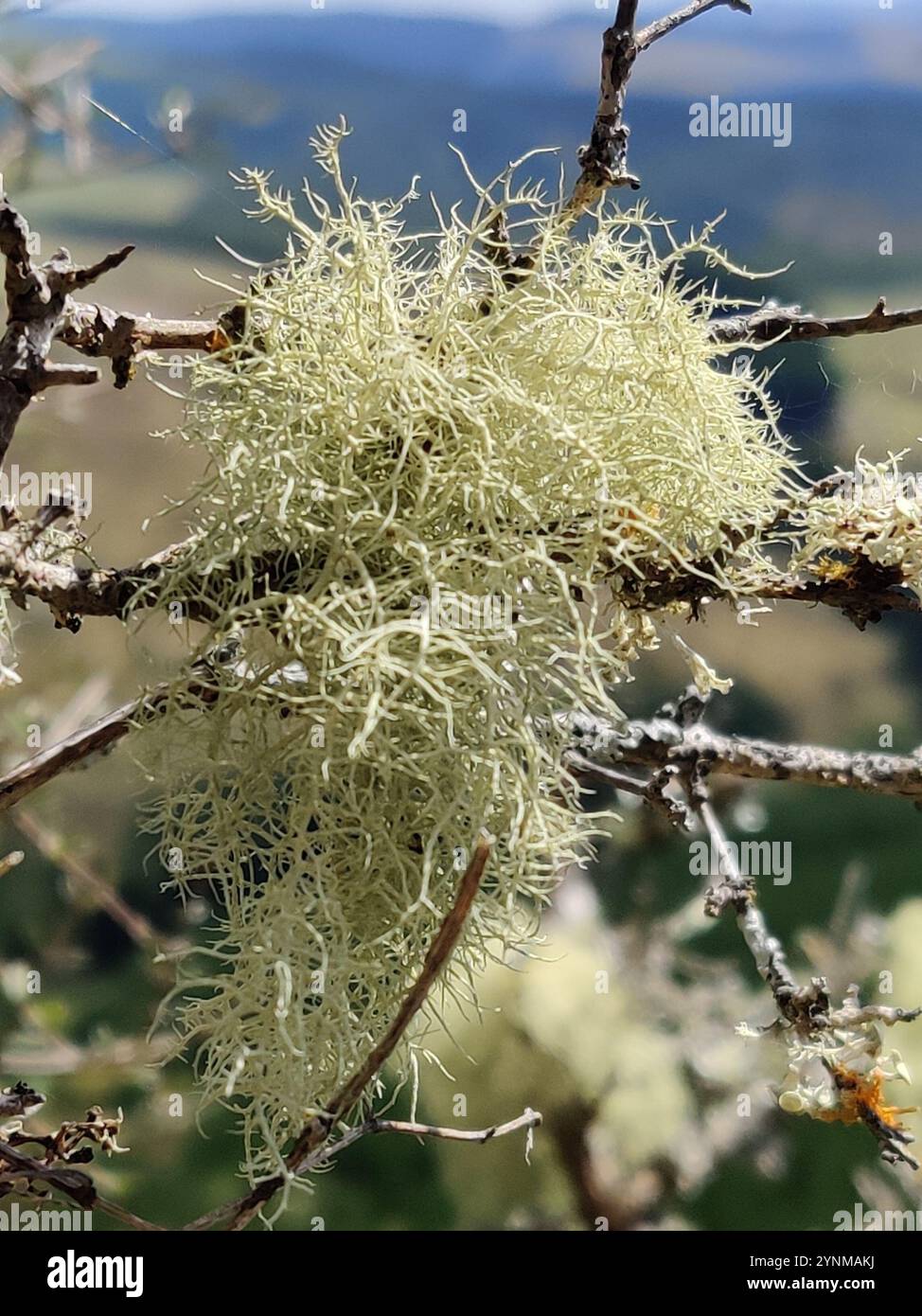 beard lichens (Usnea Stock Photo - Alamy
