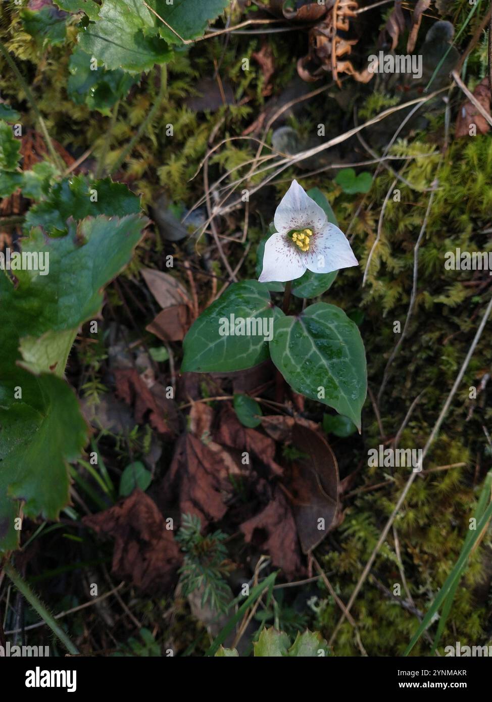 brook wakerobin (Pseudotrillium rivale Stock Photo - Alamy