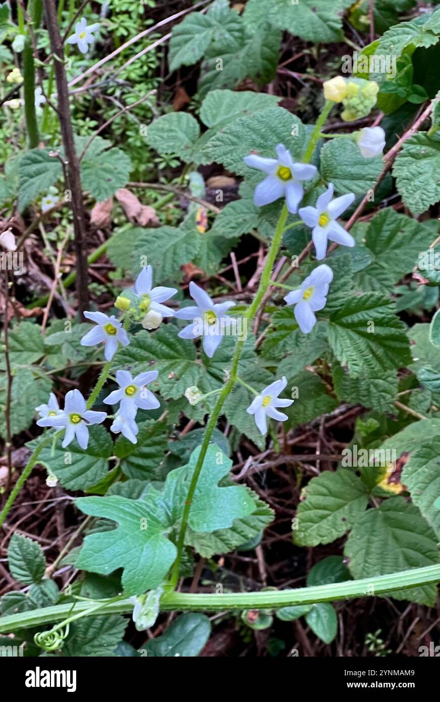 coastal manroot (Marah oregana Stock Photo - Alamy