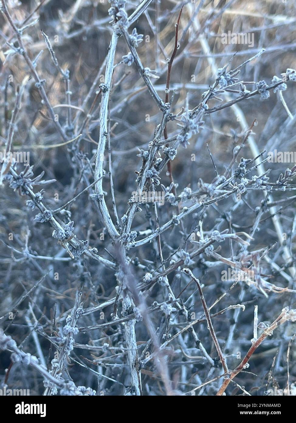 Rhatany hi-res stock photography and images - Alamy