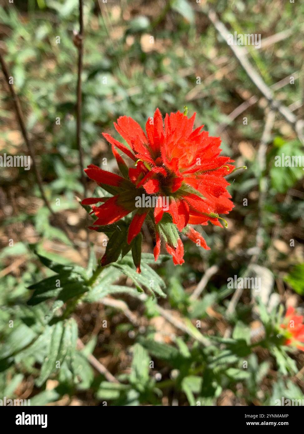 Coast Paintbrush (Castilleja affinis affinis Stock Photo - Alamy