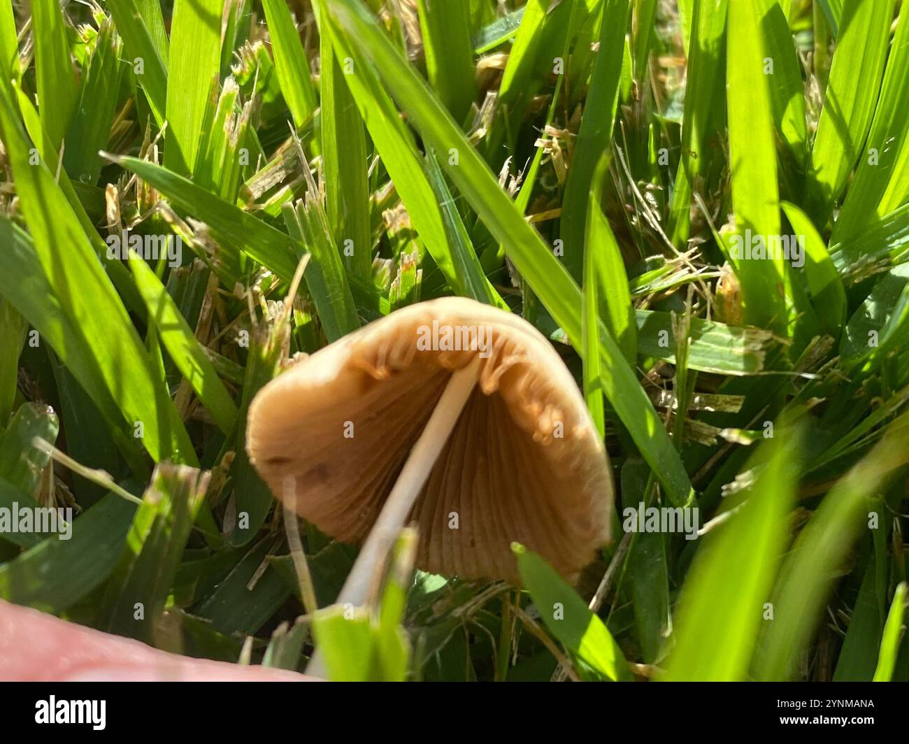 milky conecap (Conocybe apala Stock Photo - Alamy