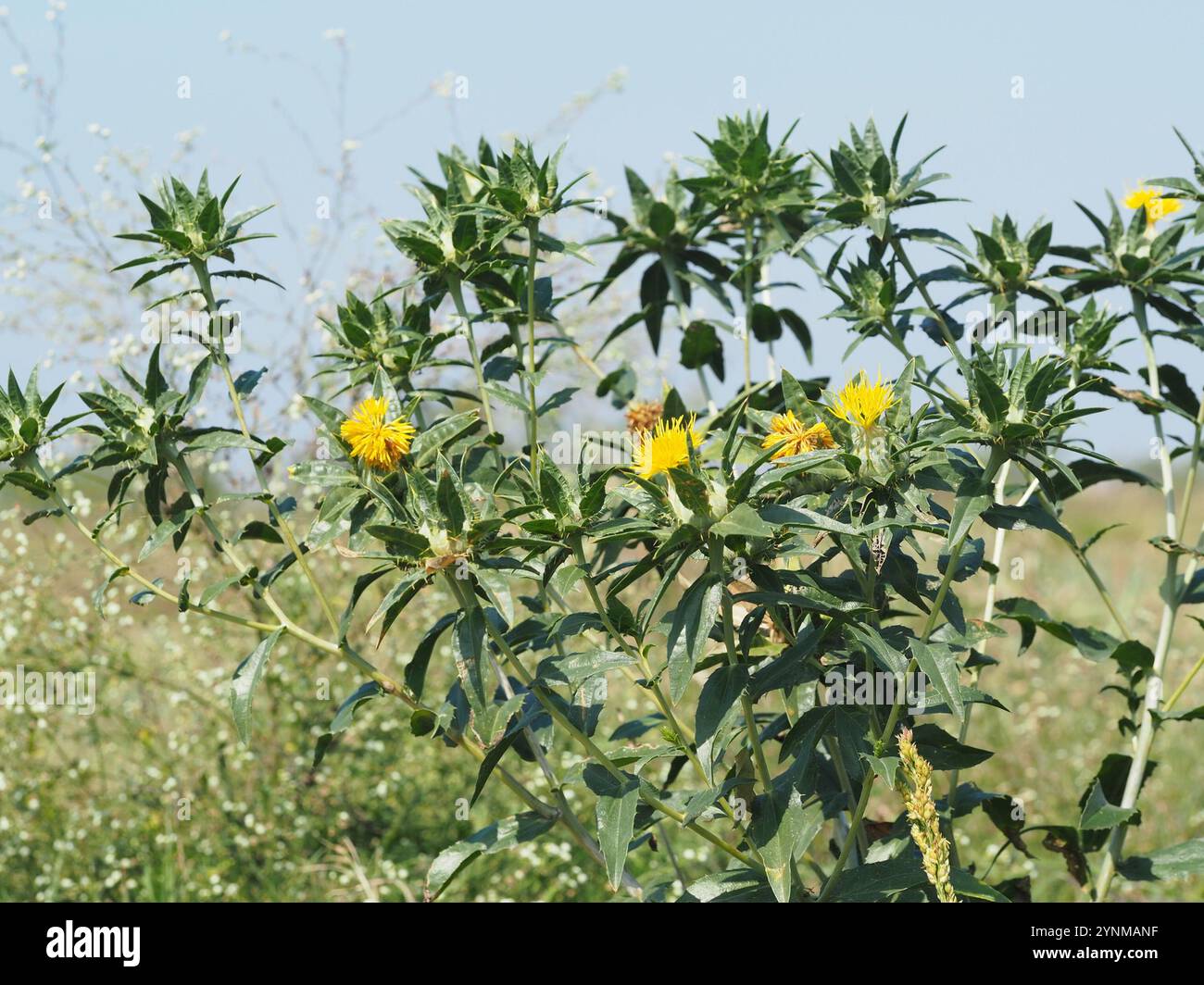 Safflower (Carthamus tinctorius Stock Photo - Alamy