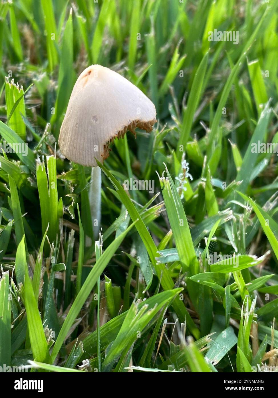 milky conecap (Conocybe apala Stock Photo - Alamy
