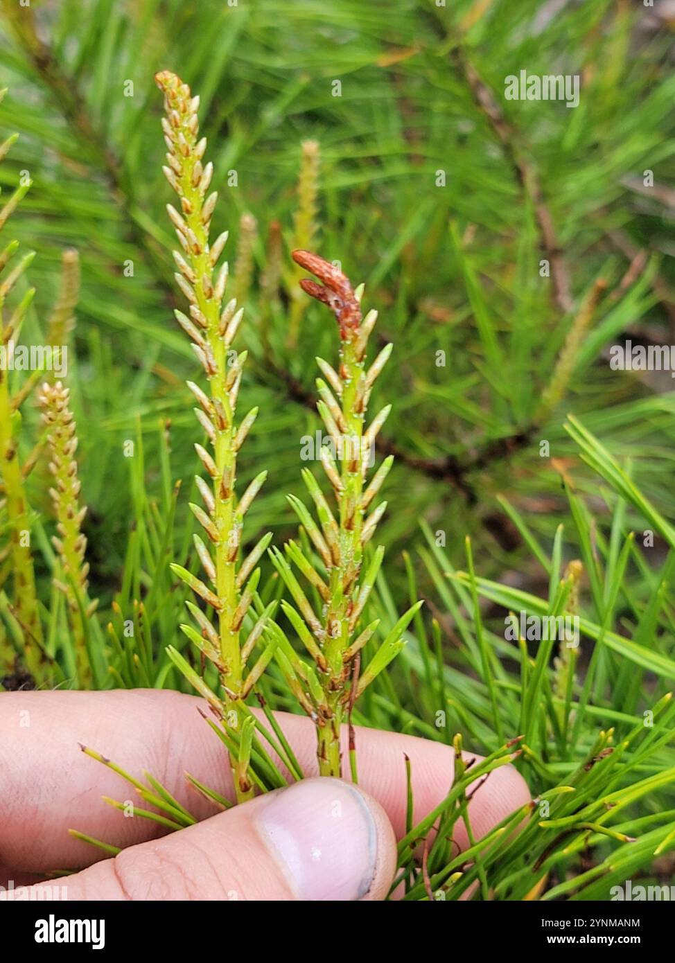 sand pine (Pinus clausa Stock Photo - Alamy