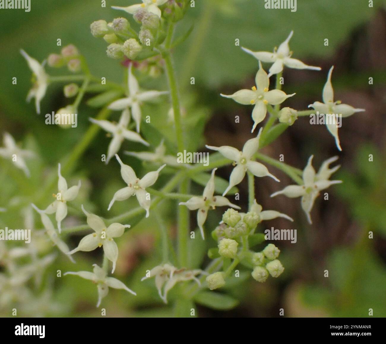 white bedstraw (Galium album Stock Photo - Alamy