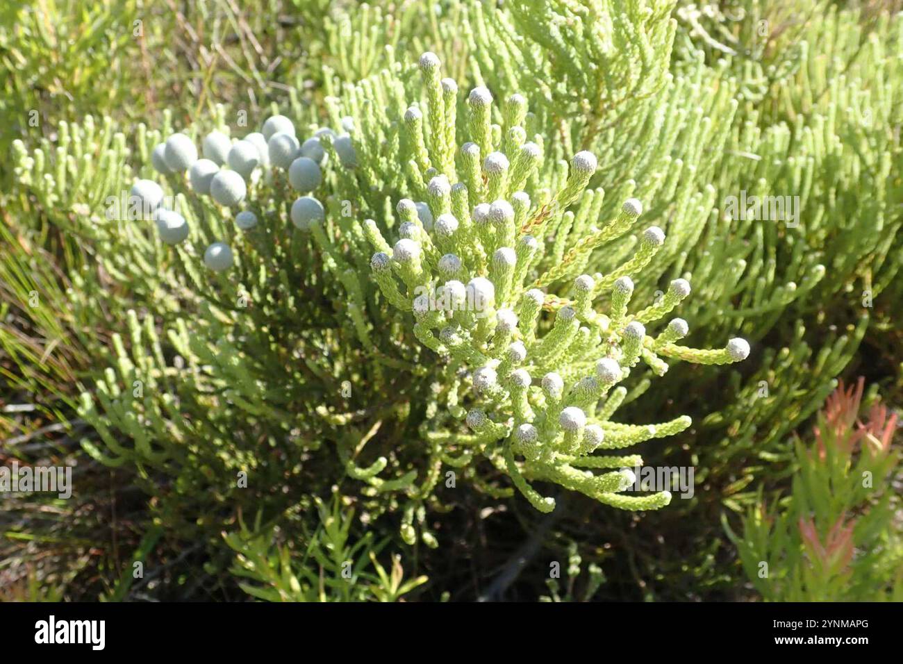 Silver brunia hi-res stock photography and images - Alamy