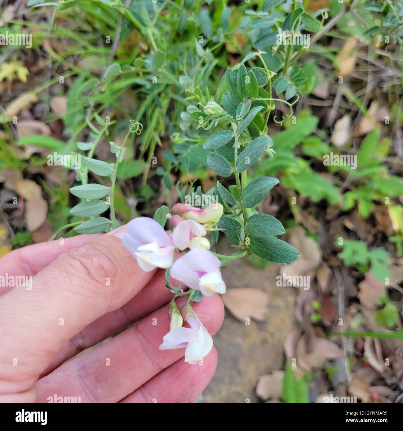 Pacific pea (Lathyrus vestitus Stock Photo - Alamy