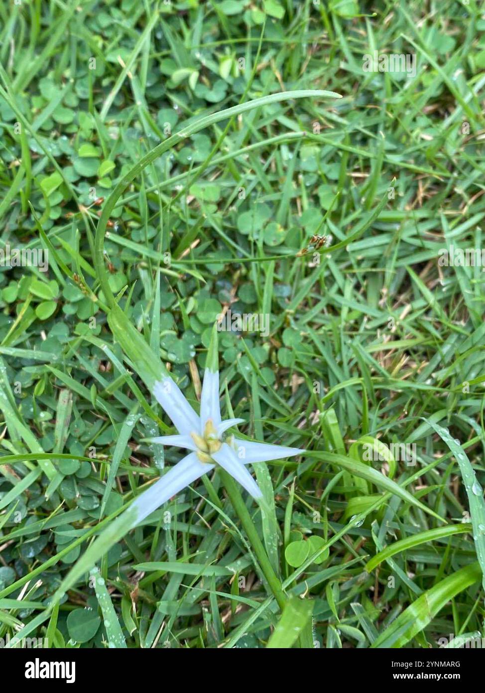 whitetop sedge (Rhynchospora colorata Stock Photo - Alamy