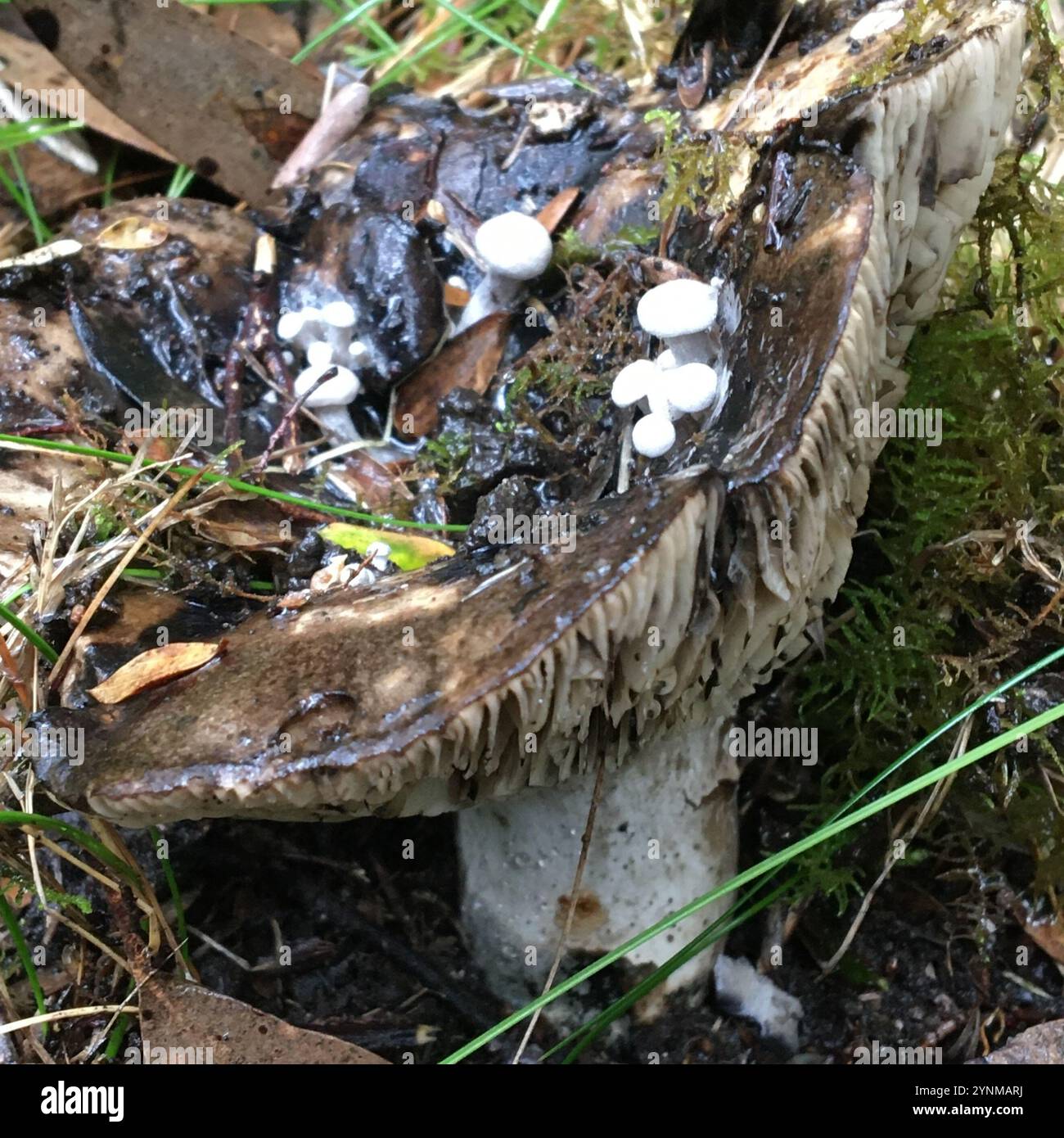 Grey Jockey (Asterophora mirabilis Stock Photo - Alamy