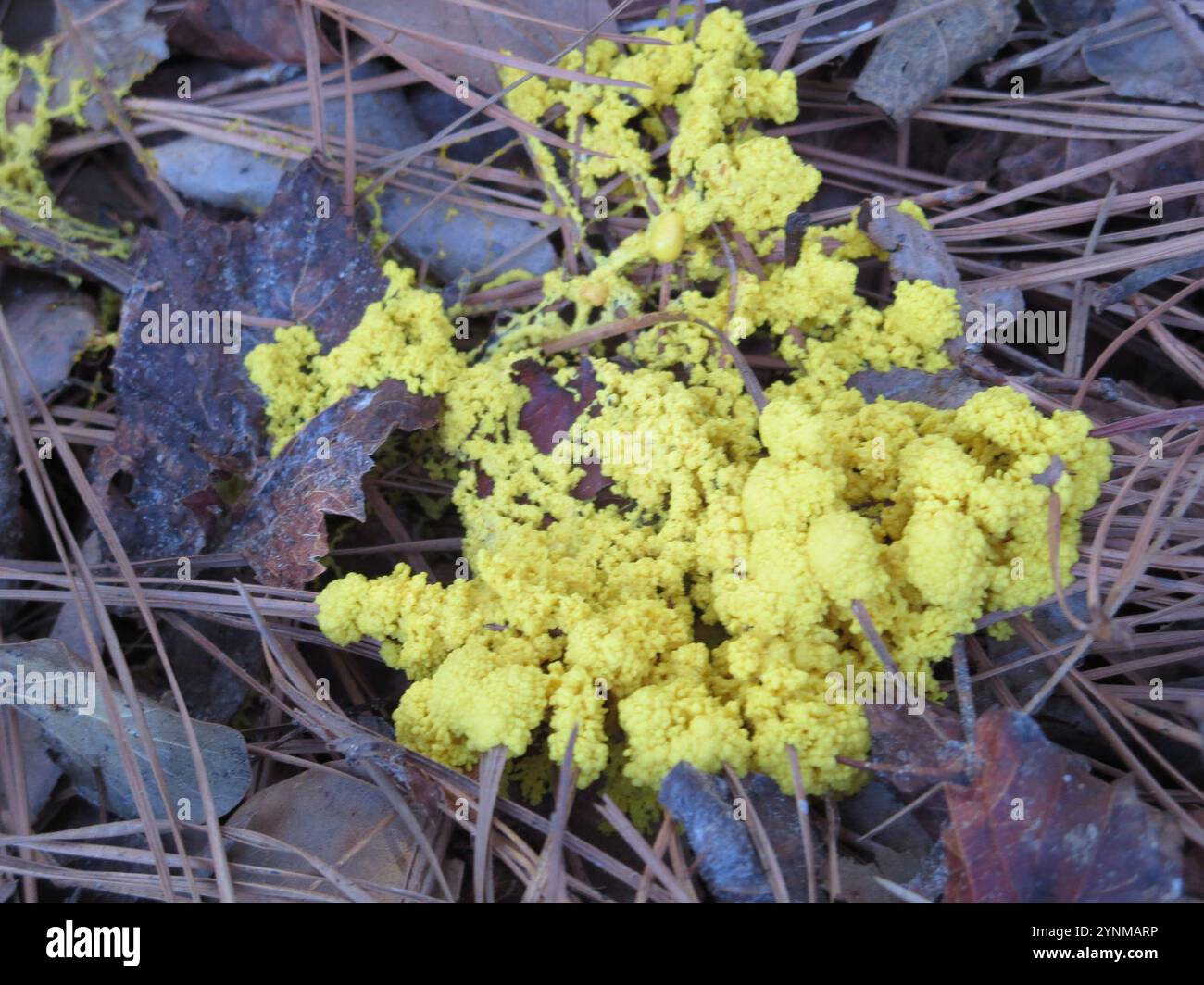 slime molds (Mycetozoa Stock Photo - Alamy