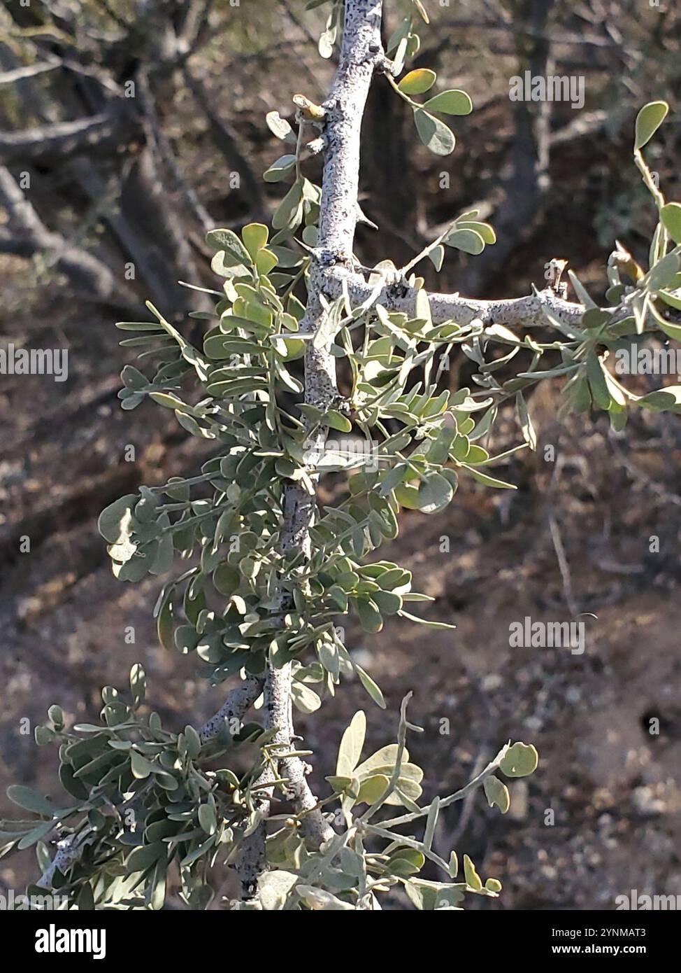 desert ironwood (Olneya tesota Stock Photo - Alamy