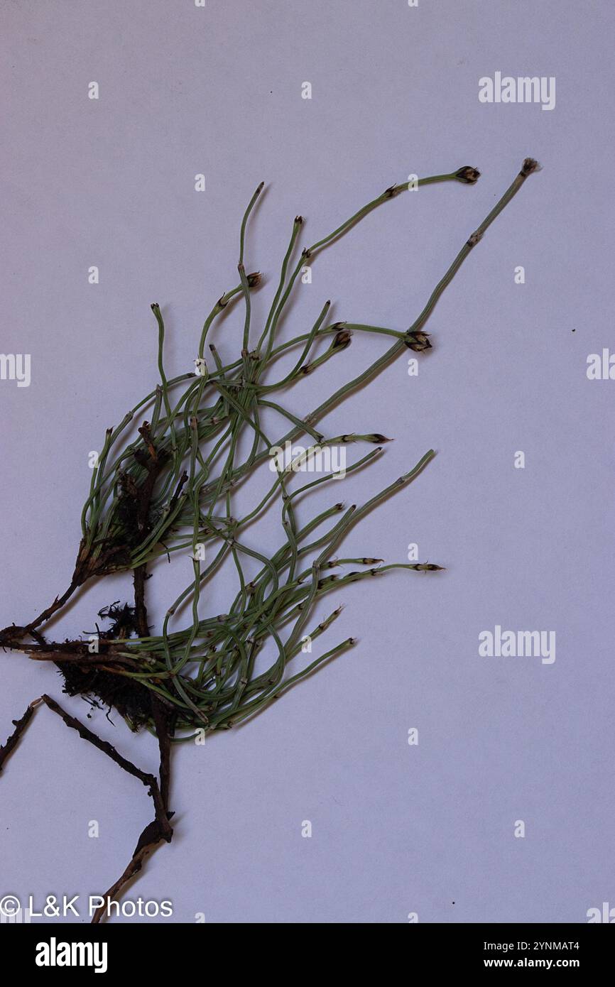 dwarf horsetail (Equisetum scirpoides Stock Photo - Alamy