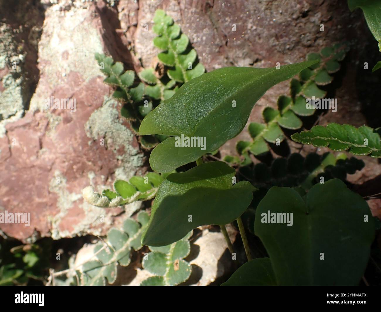 Friar's-cowl (Arisarum vulgare Stock Photo - Alamy