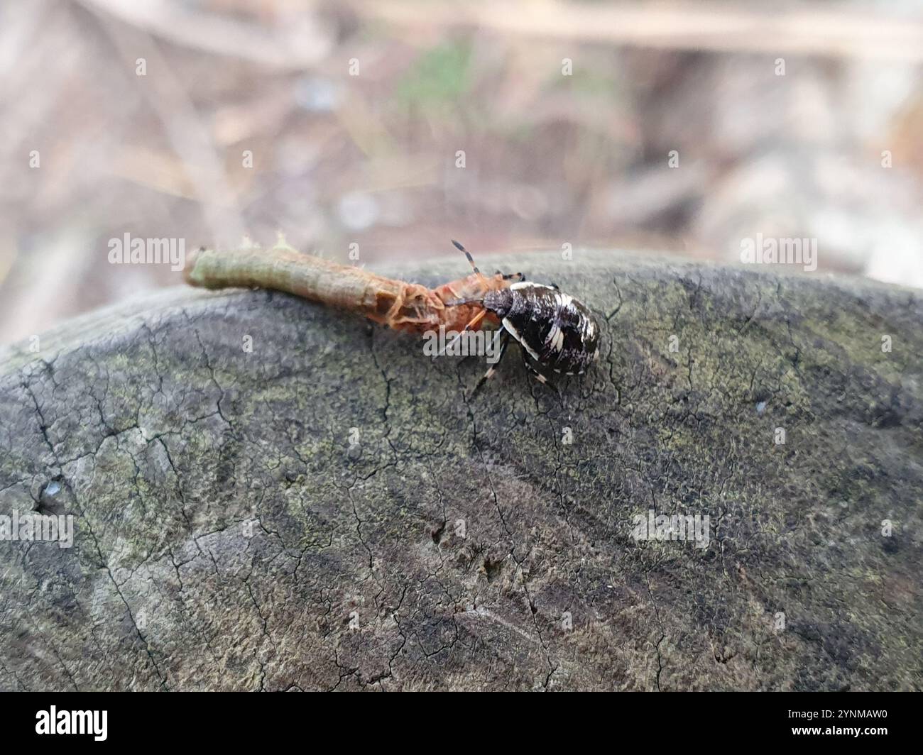 Brown soldier bug (Cermatulus nasalis Stock Photo - Alamy