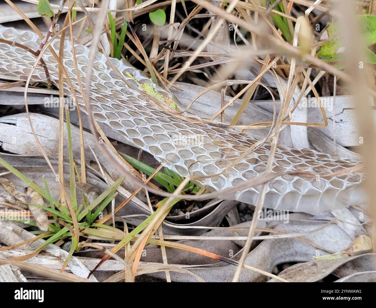 Colubrine Snakes (Colubrinae Stock Photo - Alamy