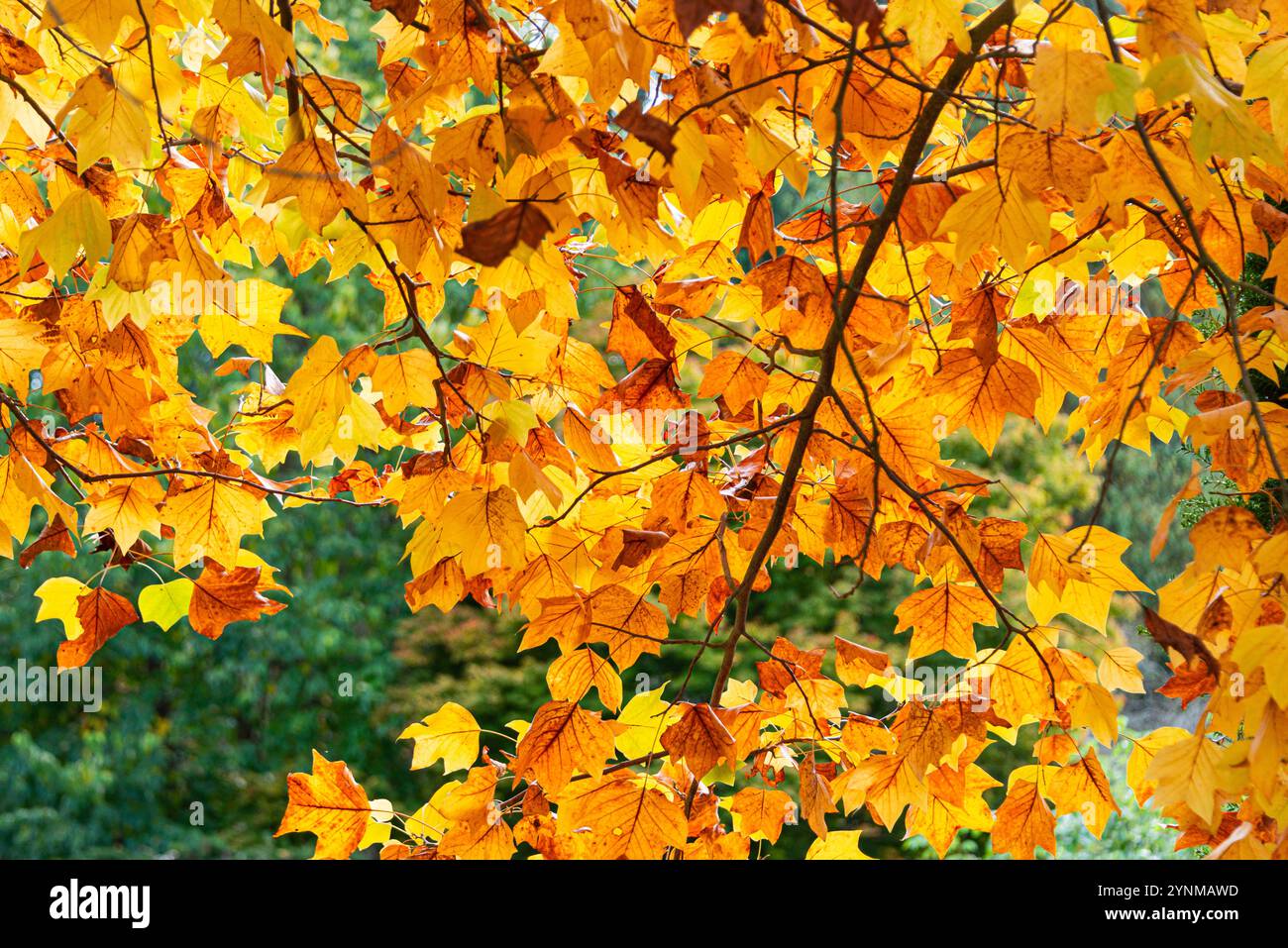 The autumn leaves of a tulip tree (Liriodendron tulipifera Stock Photo ...