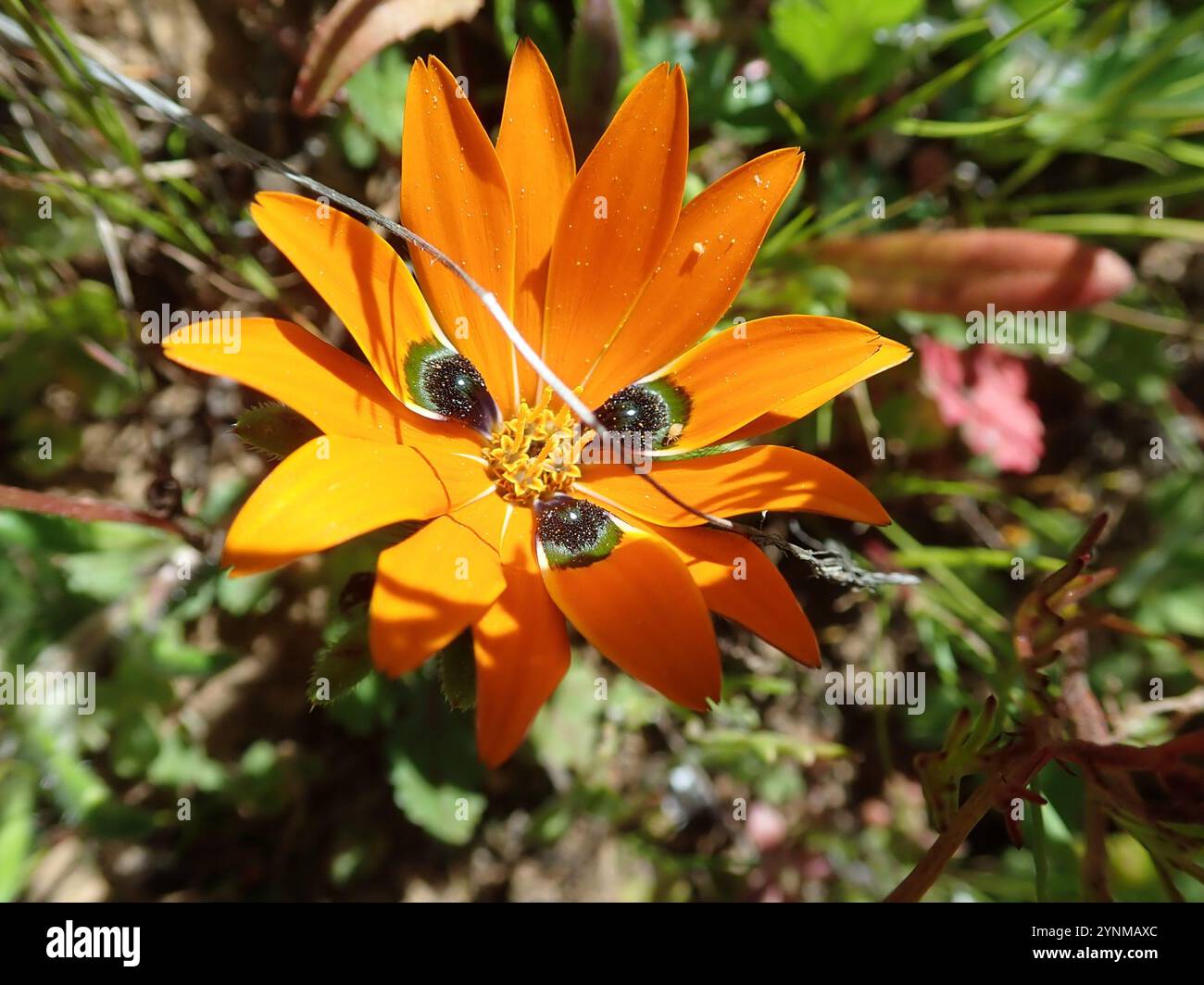 Beetle Daisy (Gorteria diffusa diffusa Stock Photo - Alamy