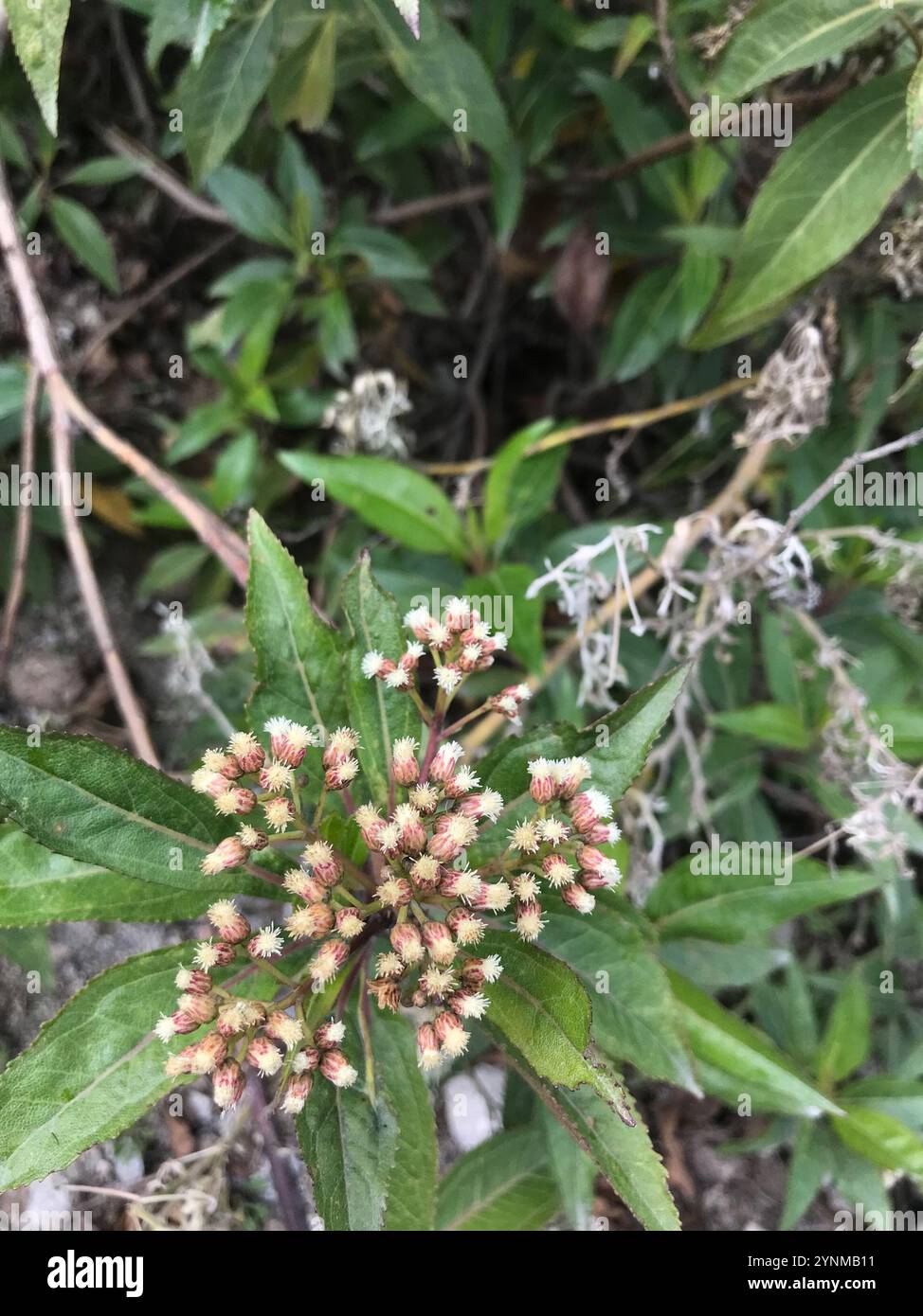 Chilca (Baccharis latifolia Stock Photo - Alamy