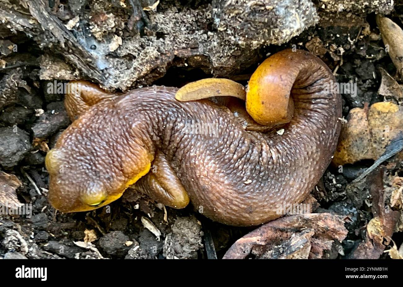California Newt (Taricha torosa Stock Photo - Alamy