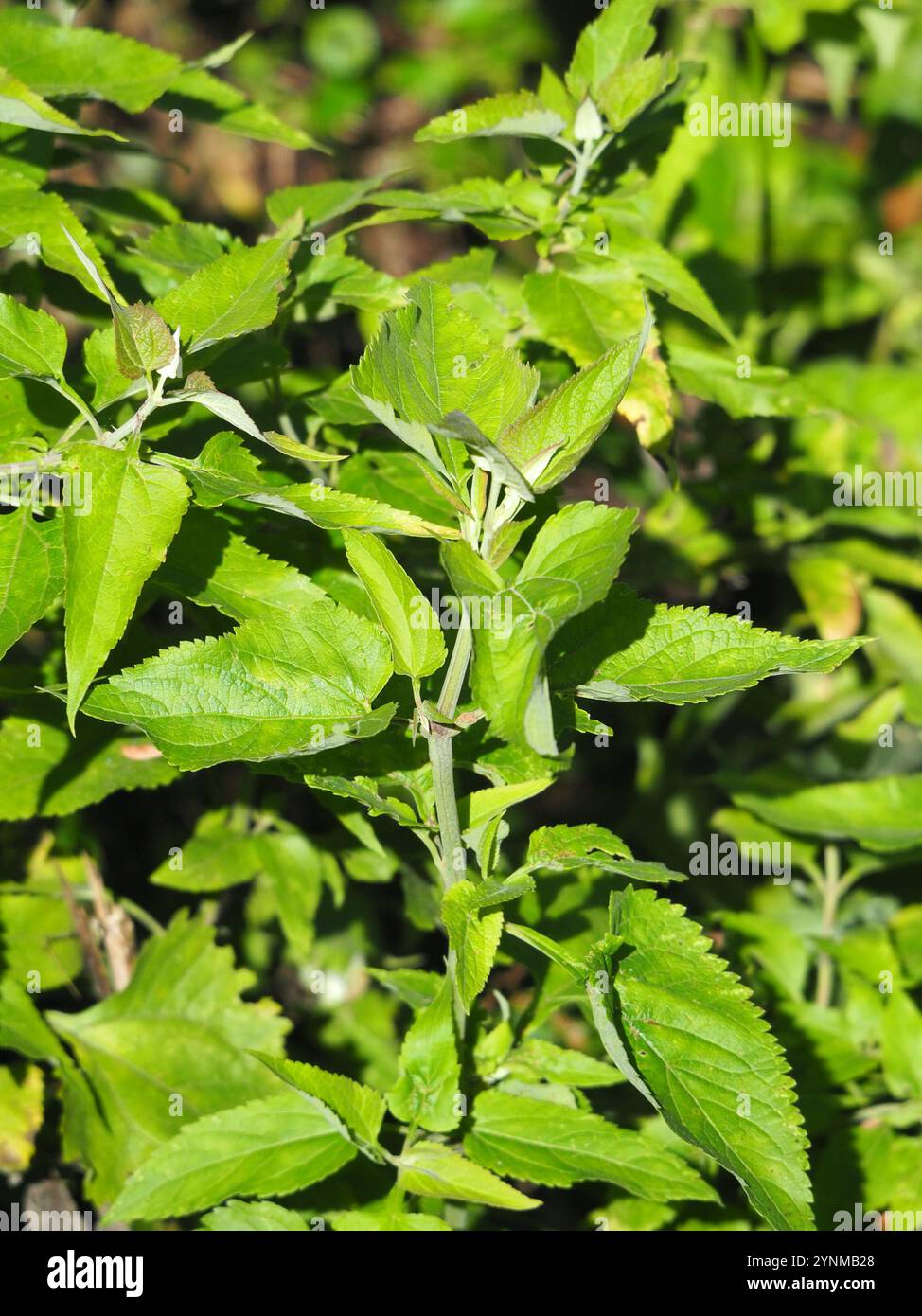 Whiteweed (Austroeupatorium inulifolium Stock Photo - Alamy