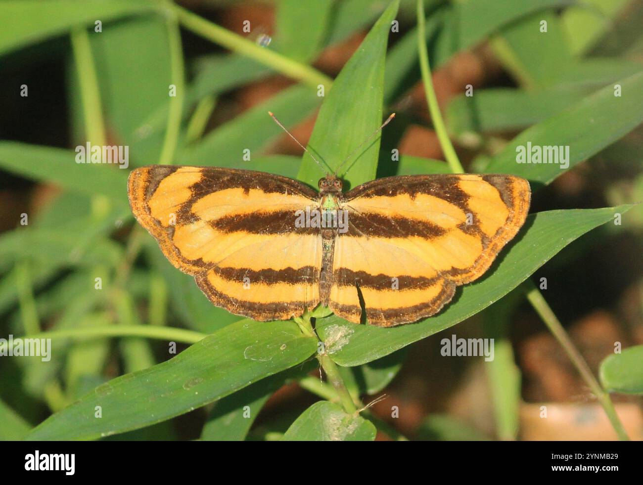 Common Lascar (Pantoporia hordonia Stock Photo - Alamy