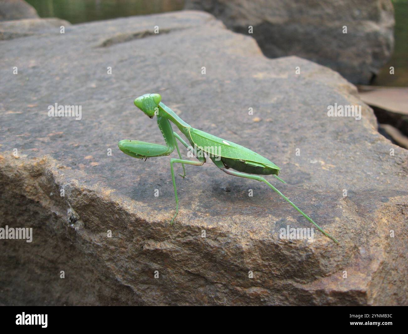 Common Green Mantis (Sphodromantis gastrica Stock Photo - Alamy