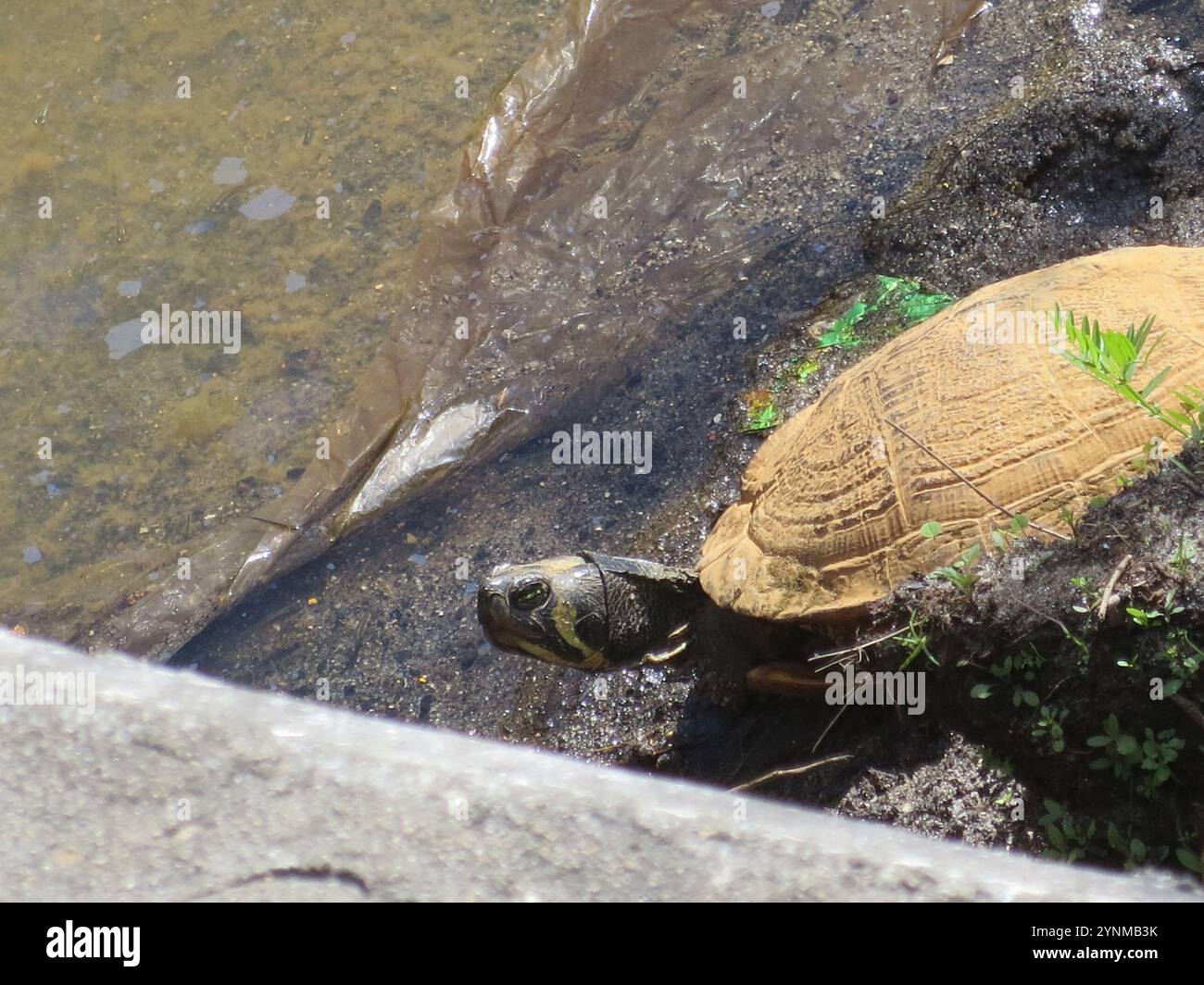 Yellow-bellied Slider (Trachemys scripta scripta Stock Photo - Alamy