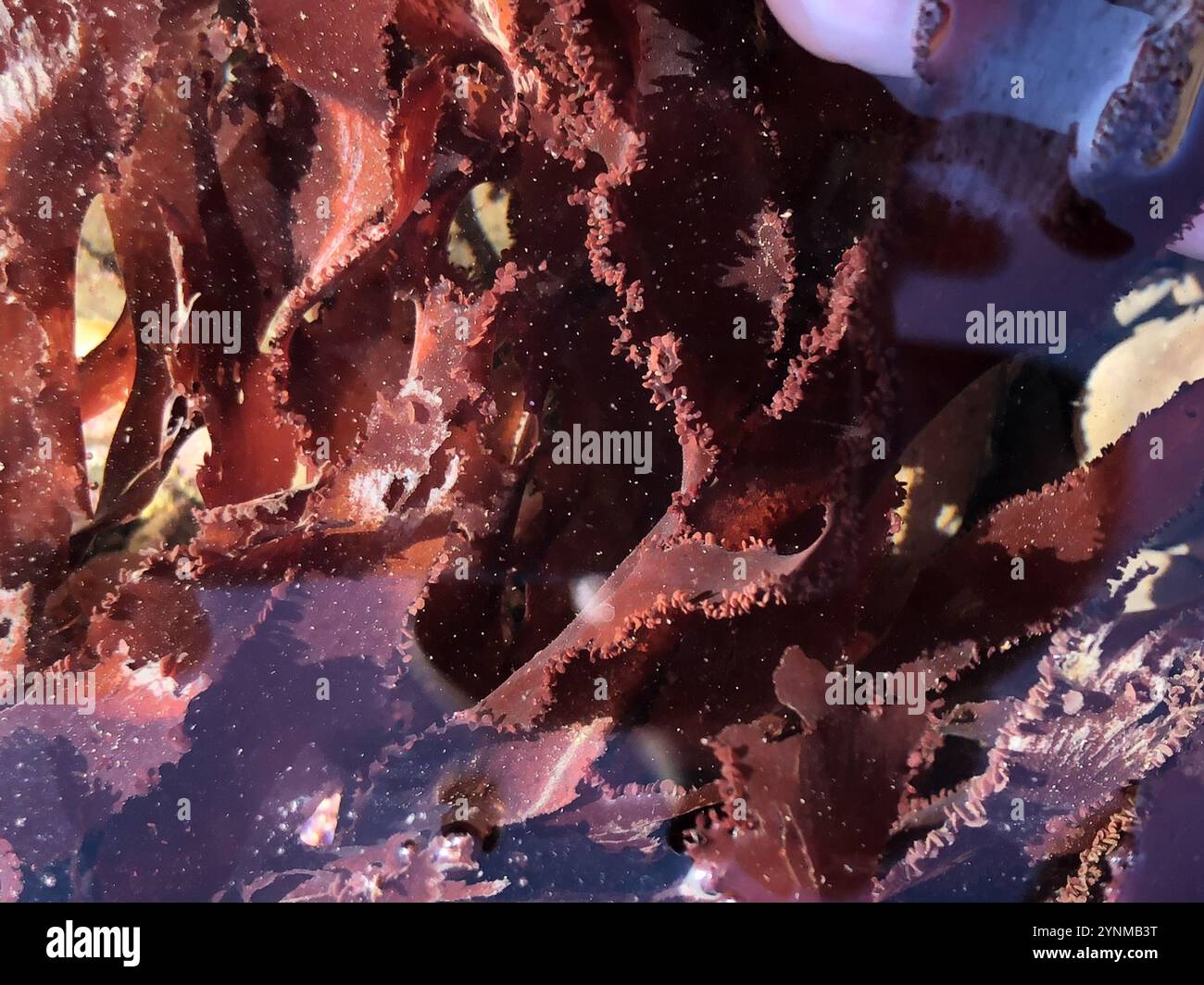 Grape Tongue (Cryptopleura ruprechtiana Stock Photo - Alamy