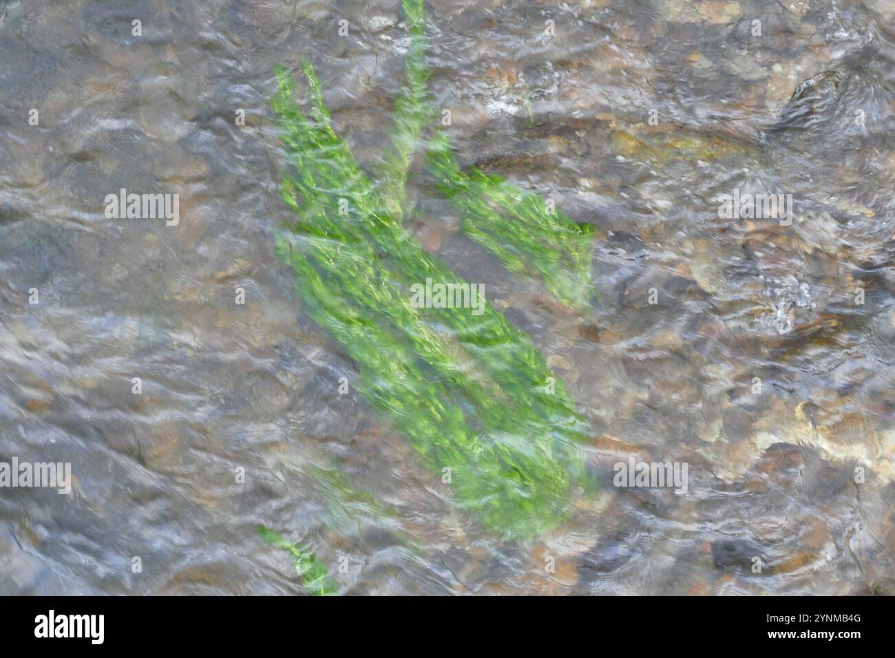 green algae (Chlorophyta Stock Photo - Alamy