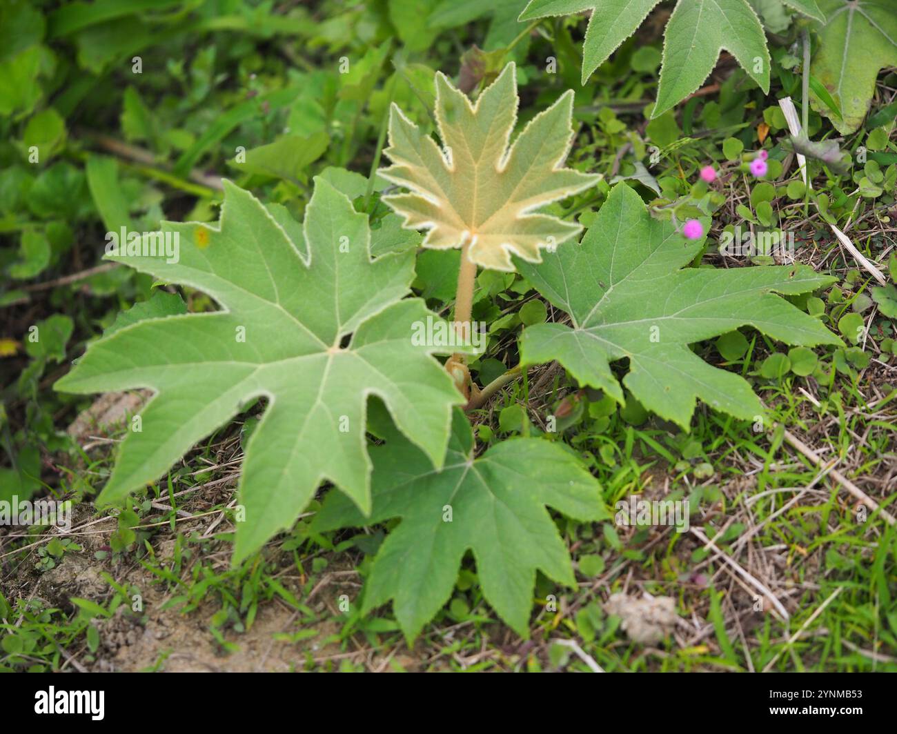 Rice paper plant (Tetrapanax papyrifer Stock Photo - Alamy