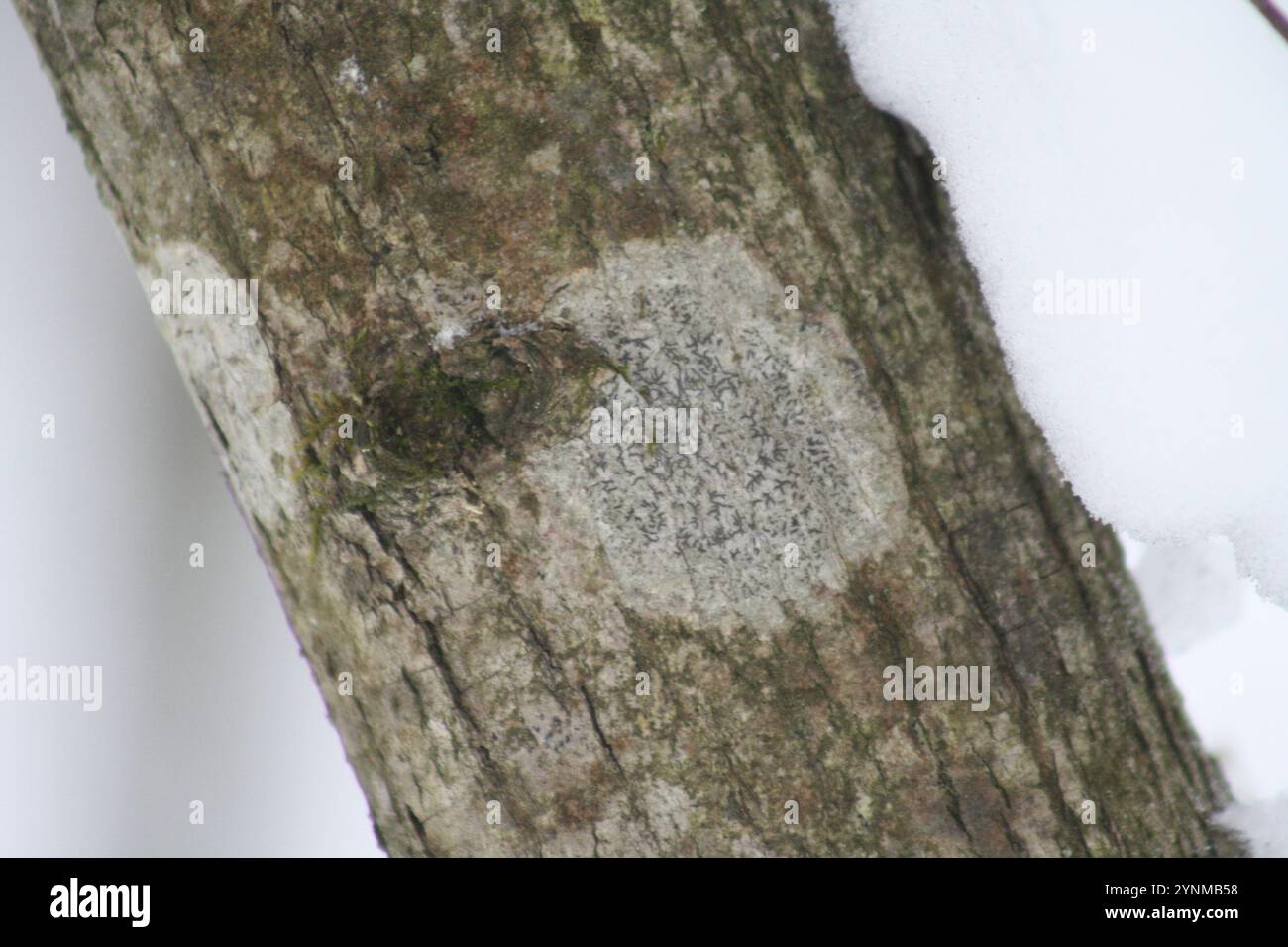 Common Script Lichen (Graphis scripta Stock Photo - Alamy