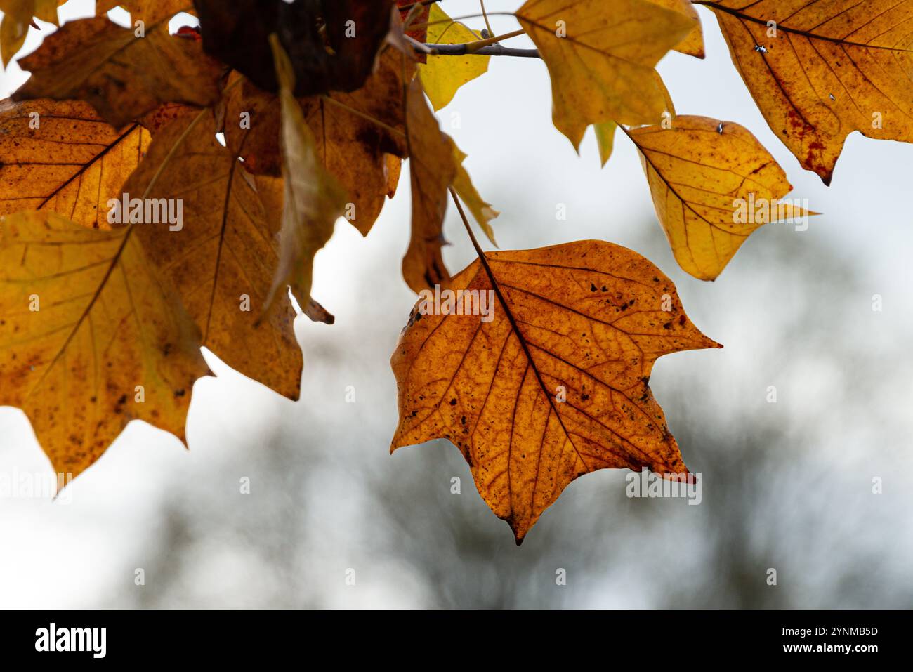 The autumn leaves of a tulip tree (Liriodendron tulipifera Stock Photo ...