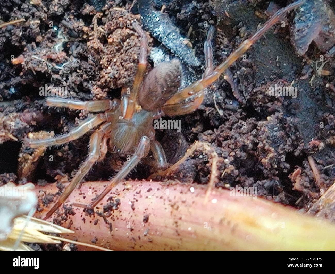 Typical Spiders (Araneomorphae Stock Photo - Alamy