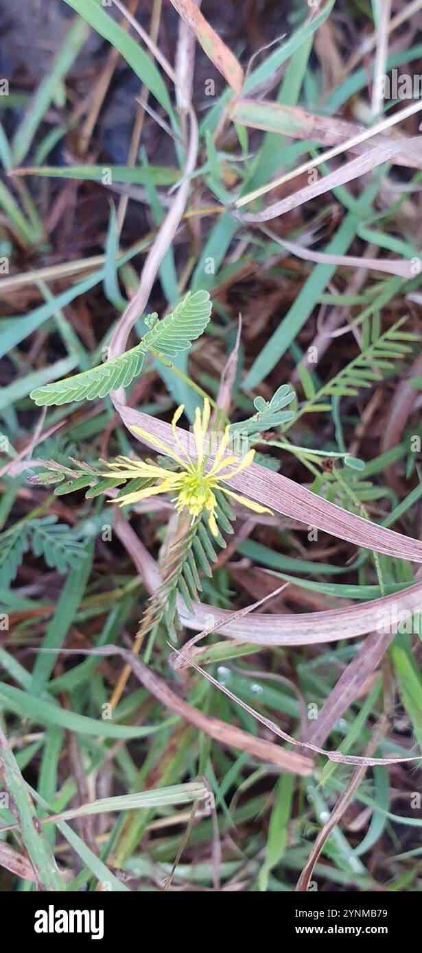 Native Sensitive Plant (Neptunia gracilis Stock Photo - Alamy
