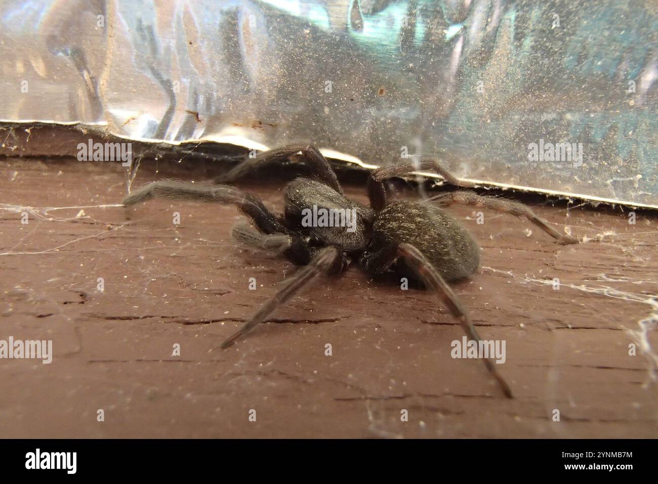Grey House Spider (Badumna longinqua Stock Photo - Alamy