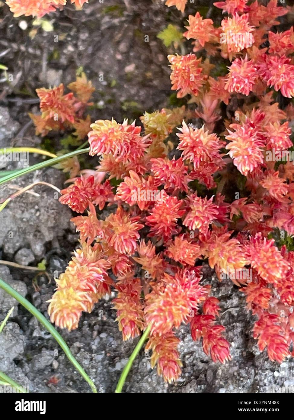 sand pygmyweed (Crassula connata Stock Photo - Alamy