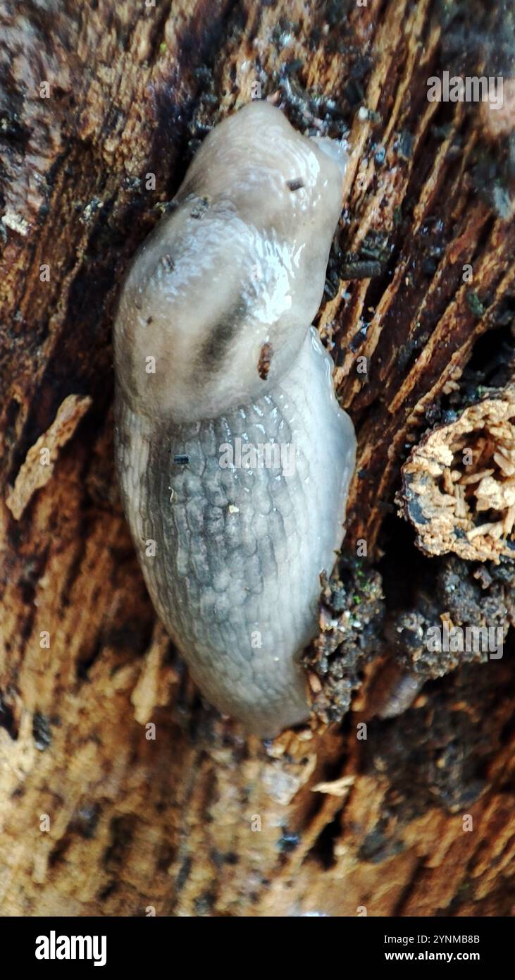 Tree slug (Lehmannia marginata Stock Photo - Alamy