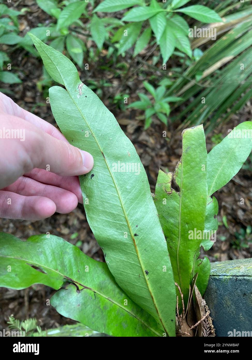 Long strapfern (Campyloneurum phyllitidis Stock Photo - Alamy