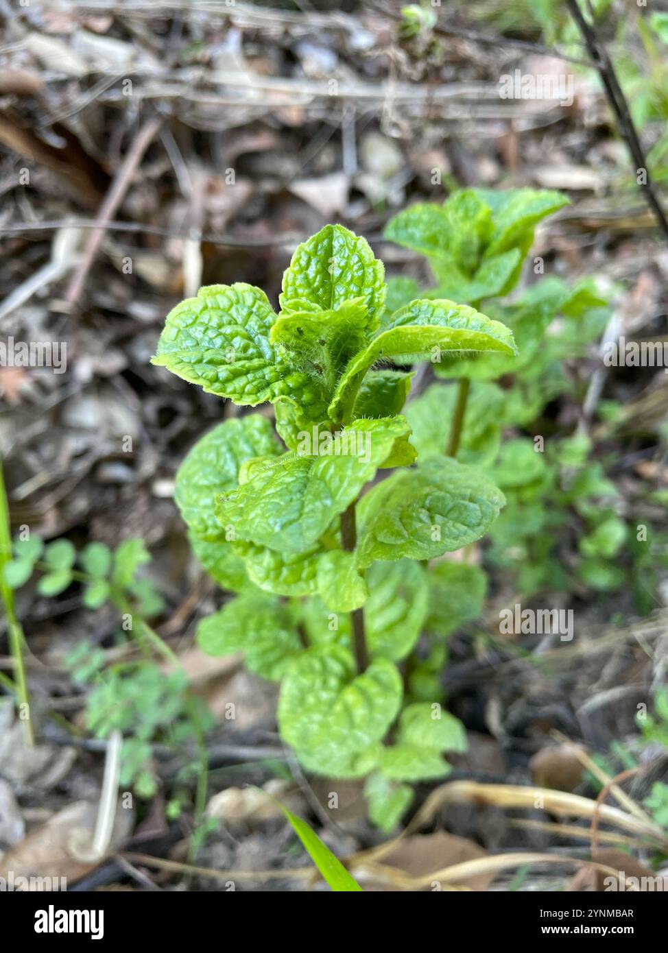 mint family (Lamiaceae Stock Photo - Alamy