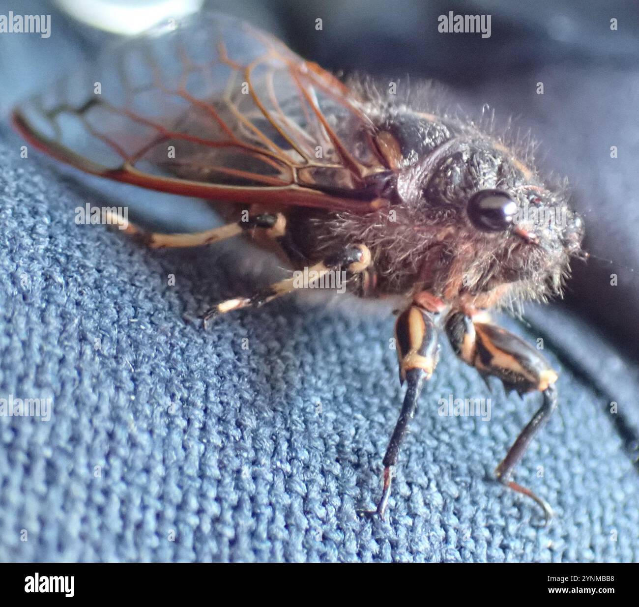 Tasman Twanger (Diemeniana cincta Stock Photo - Alamy