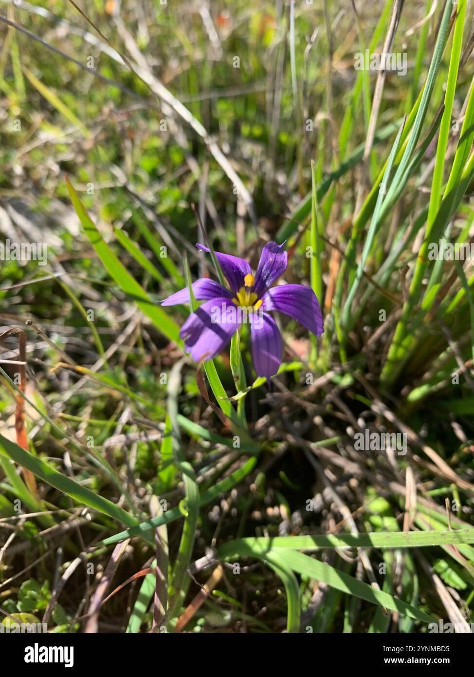 western blue-eyed grass (Sisyrinchium bellum Stock Photo - Alamy