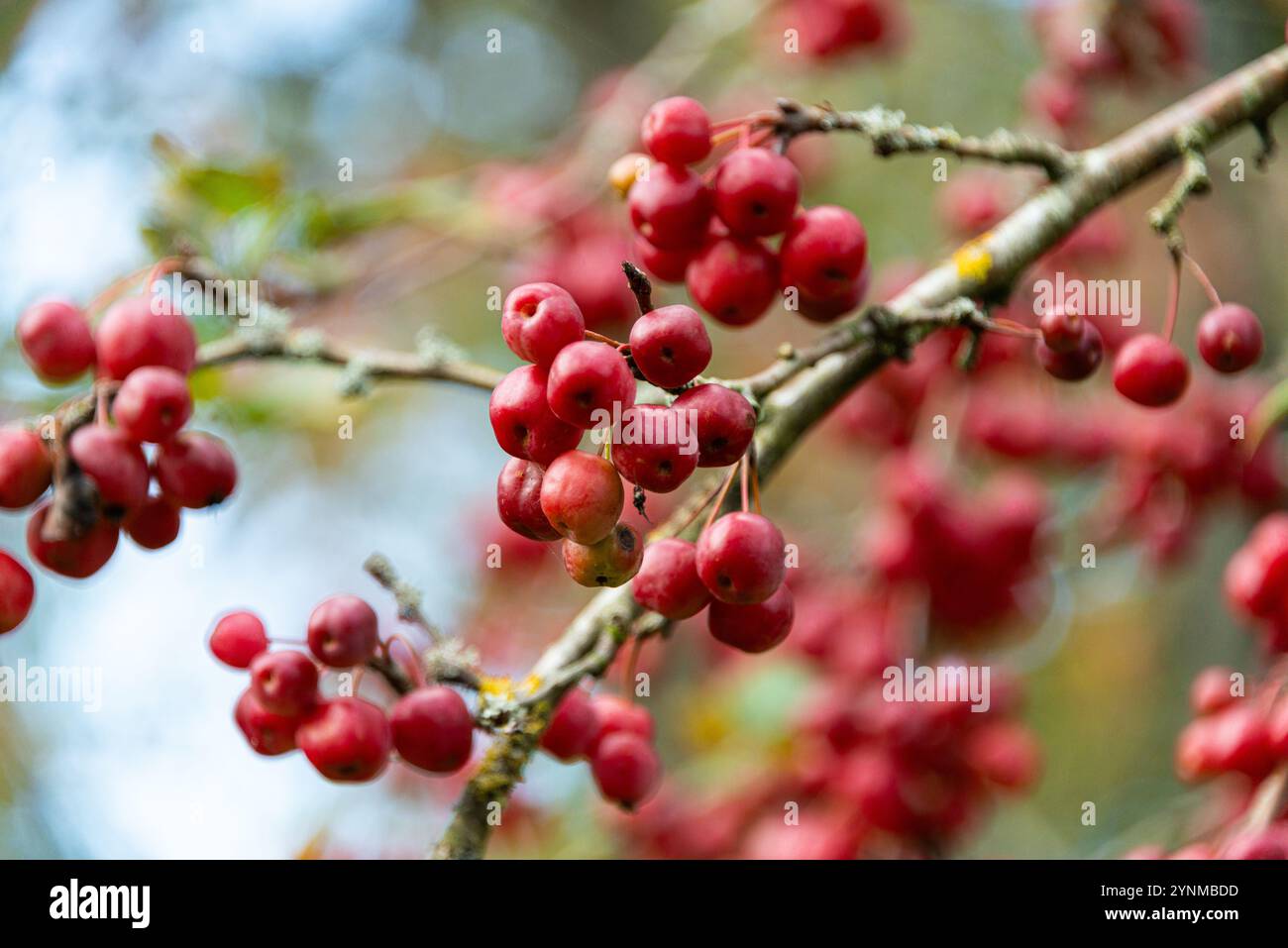 The dark red fruits of a Toringo crabapple (Malus sieboldii var ...