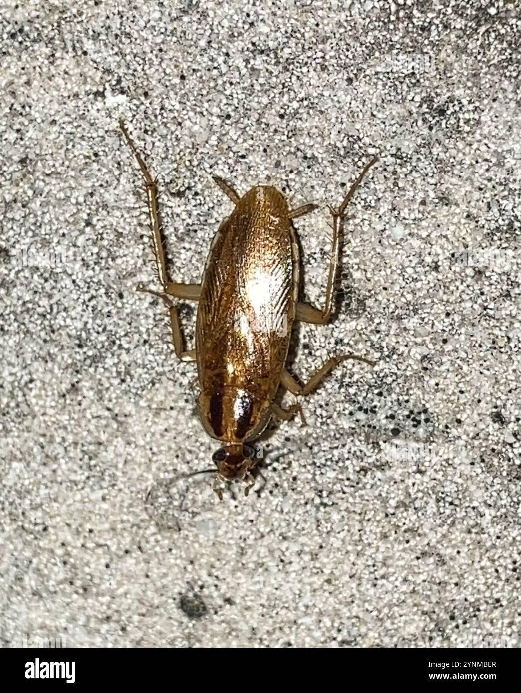 German Cockroach (Blattella germanica Stock Photo - Alamy