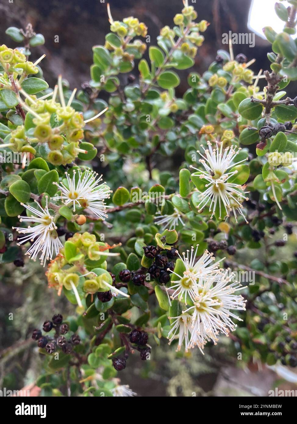 climbing rātā (Metrosideros perforata Stock Photo - Alamy