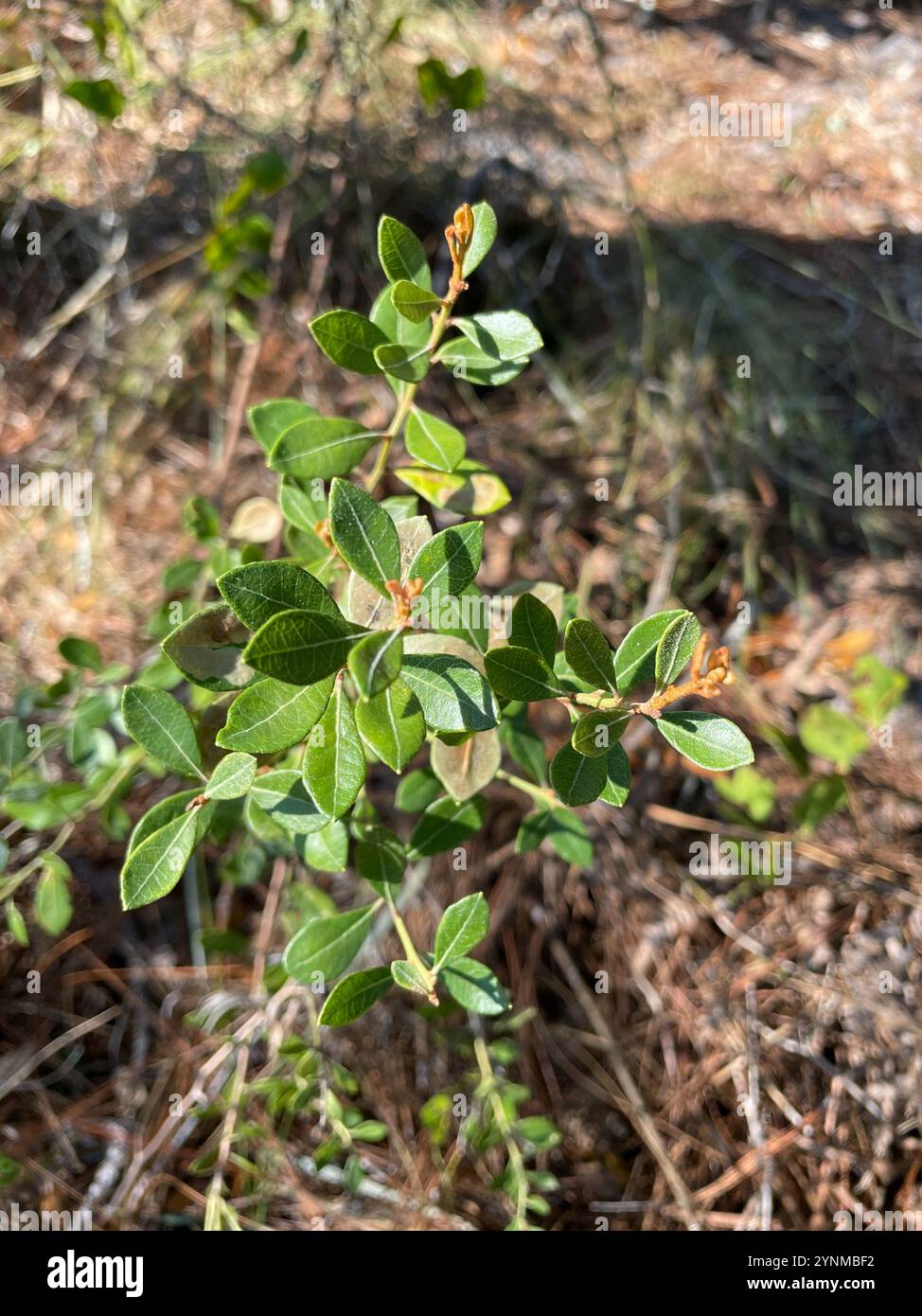 coastal plain staggerbush (Lyonia fruticosa Stock Photo - Alamy