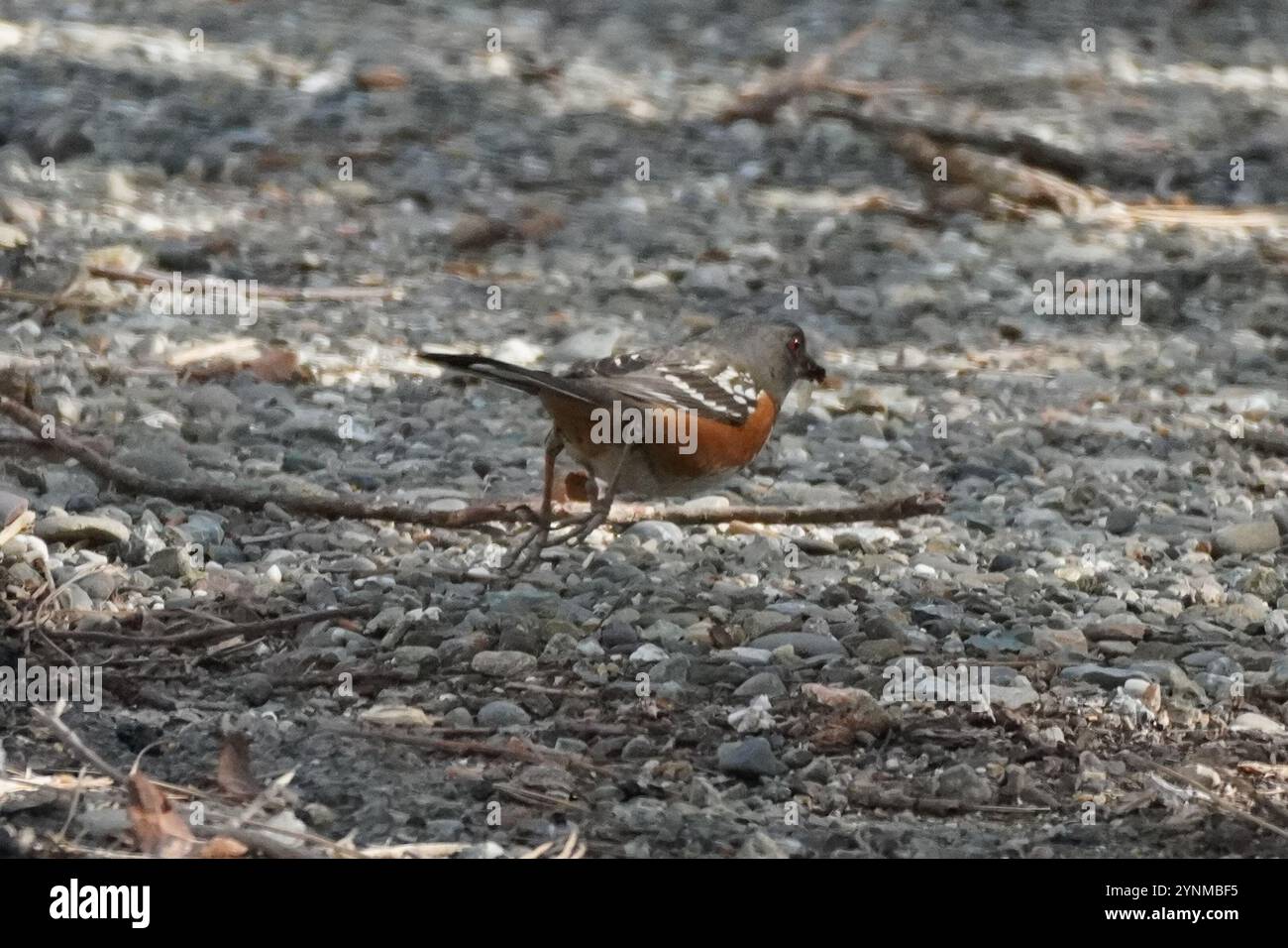 Spotted Towhee (Pipilo maculatus Stock Photo - Alamy